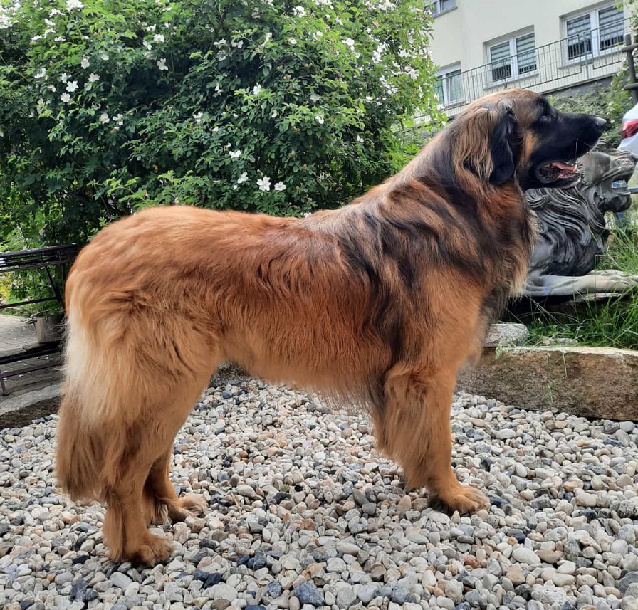 Cassius Octavius Leo Amicus Amatus - Löwe von Walhall - Leonberger ...